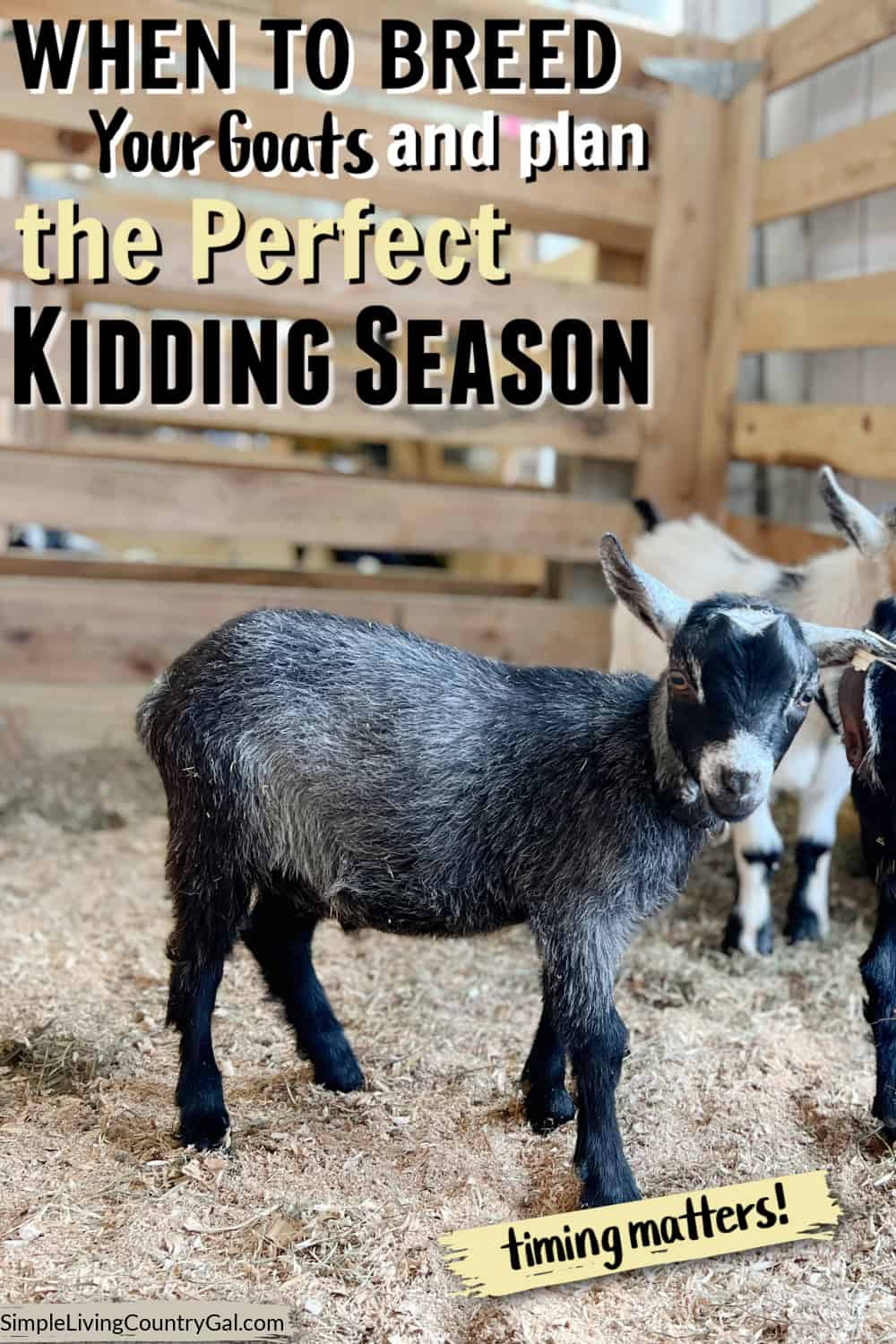 when to breed goats-Timing now Matters Later | Simple Living Country Gal