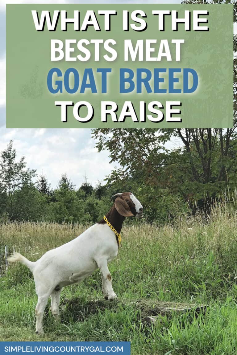 meat goat breeds | Simple Living Country Gal