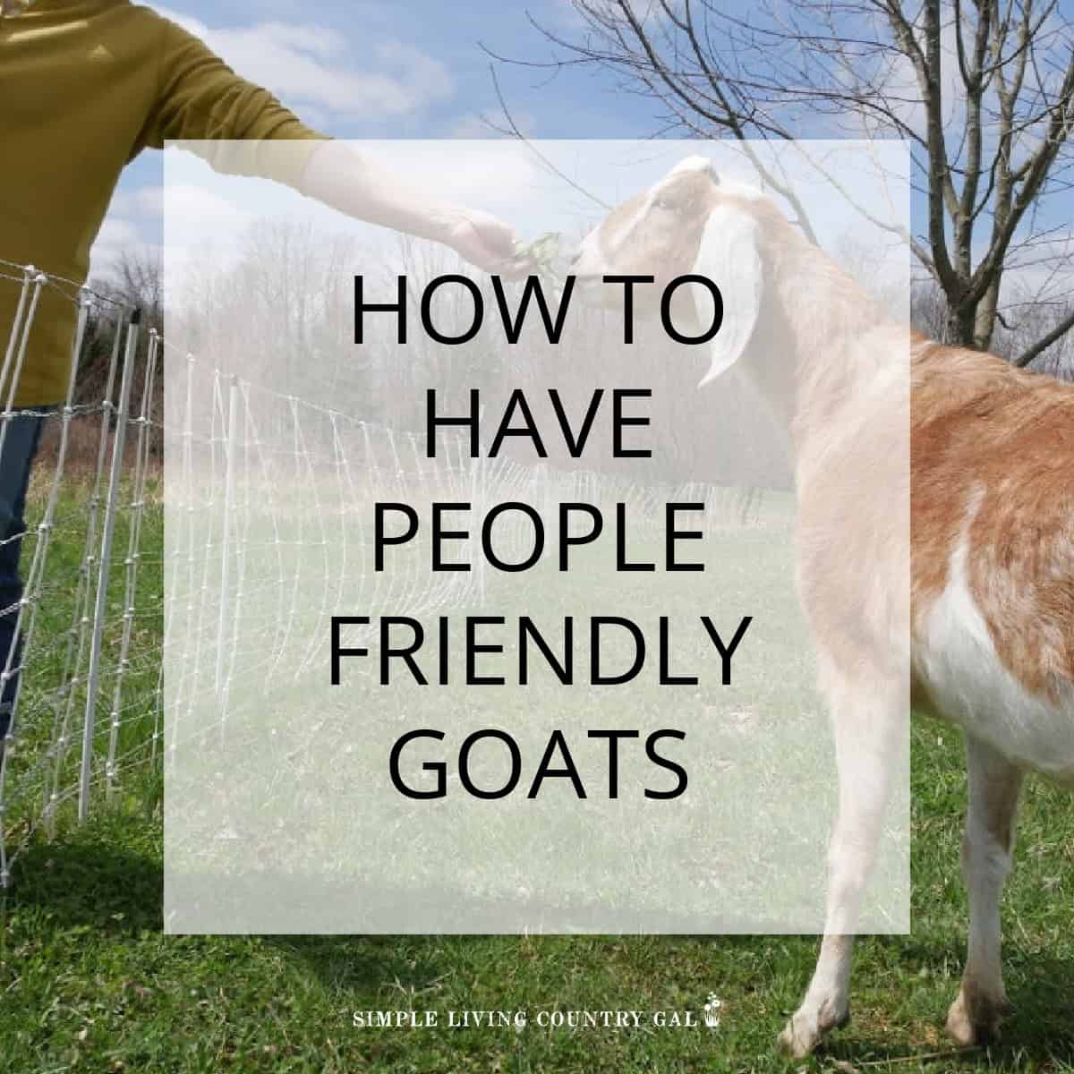 How To Have People-Friendly Goats | Simple Living Country Gal