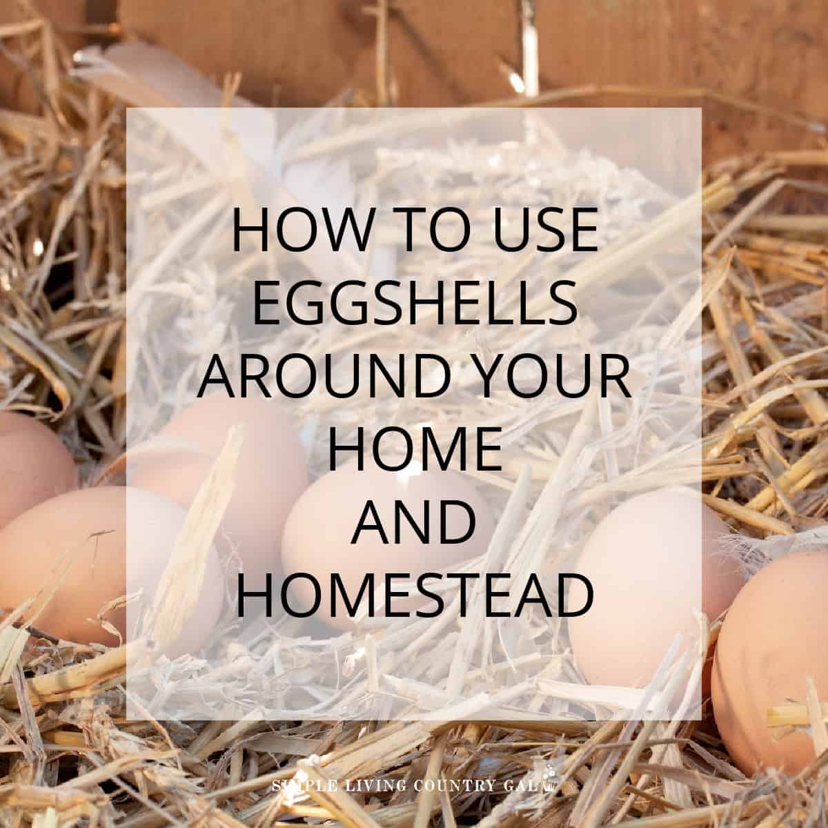 How to use Eggshells | Simple Living Country Gal