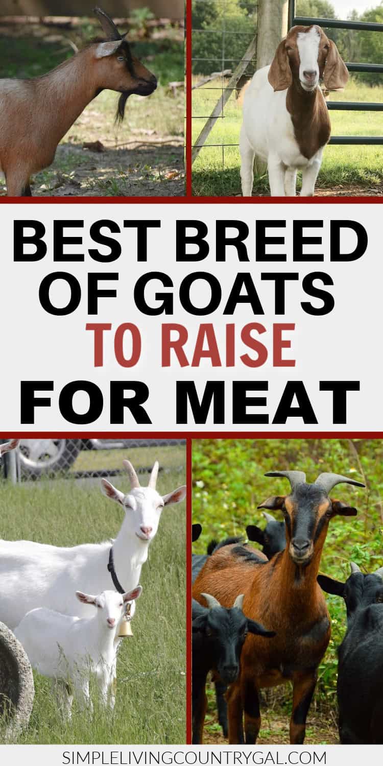 meat goat breeds | Simple Living Country Gal