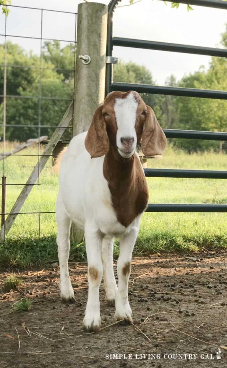 meat goat breeds | Simple Living Country Gal