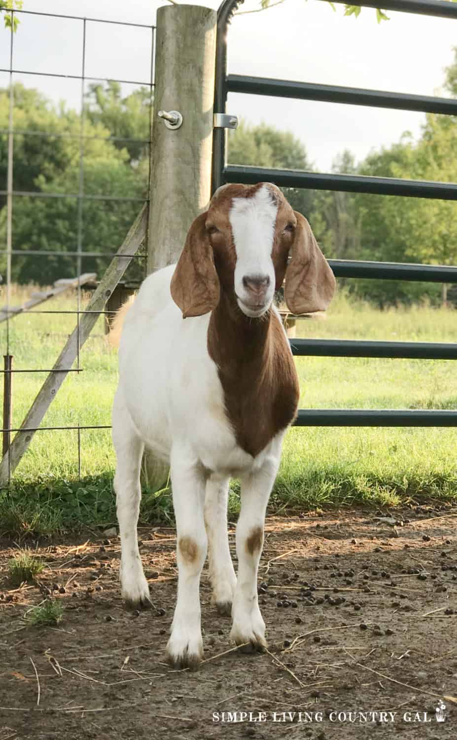 meat goat breeds | Simple Living Country Gal