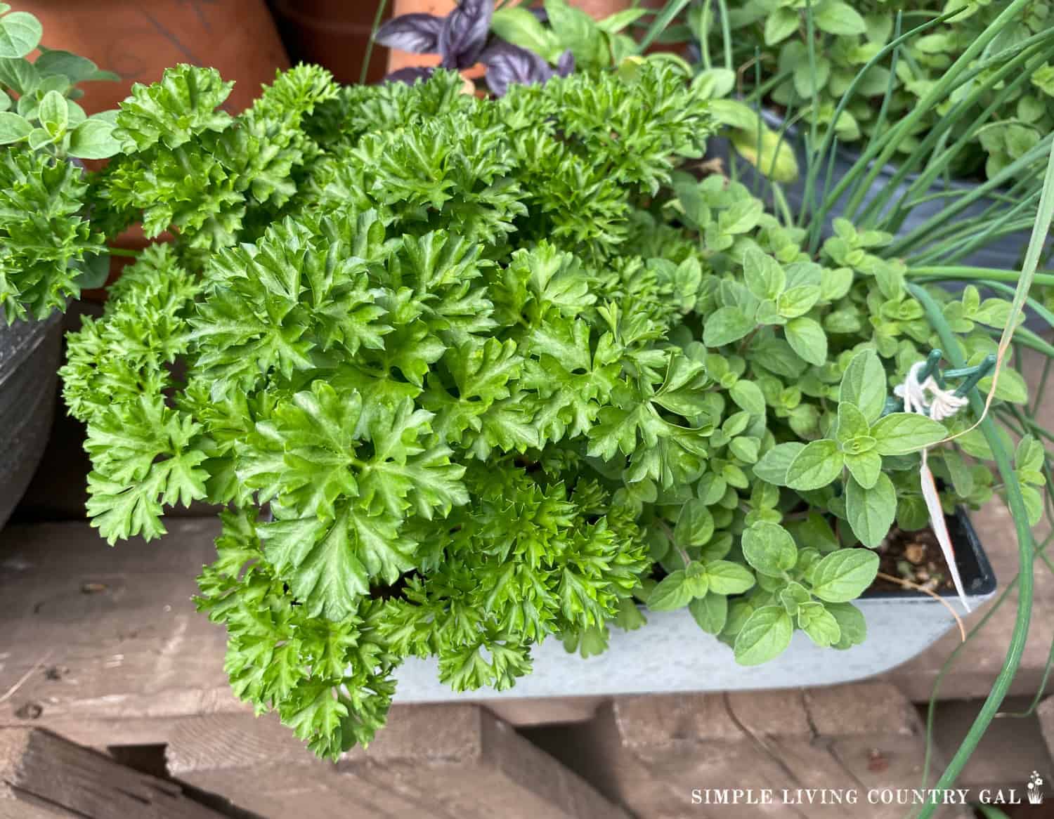 how to use up fresh herbs | Simple Living Country Gal