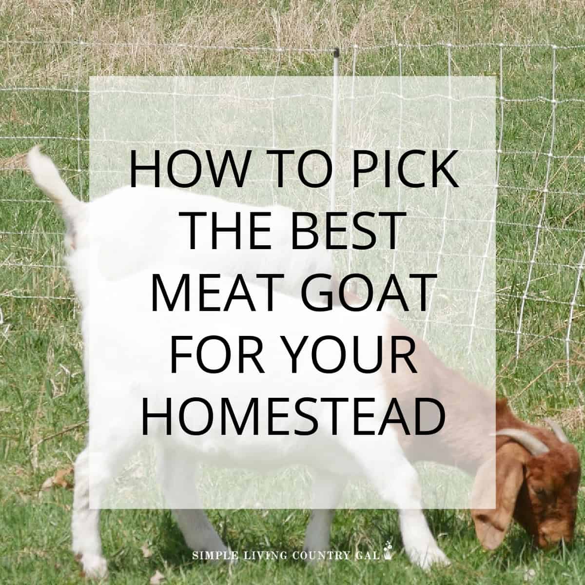 meat goat breeds | Simple Living Country Gal
