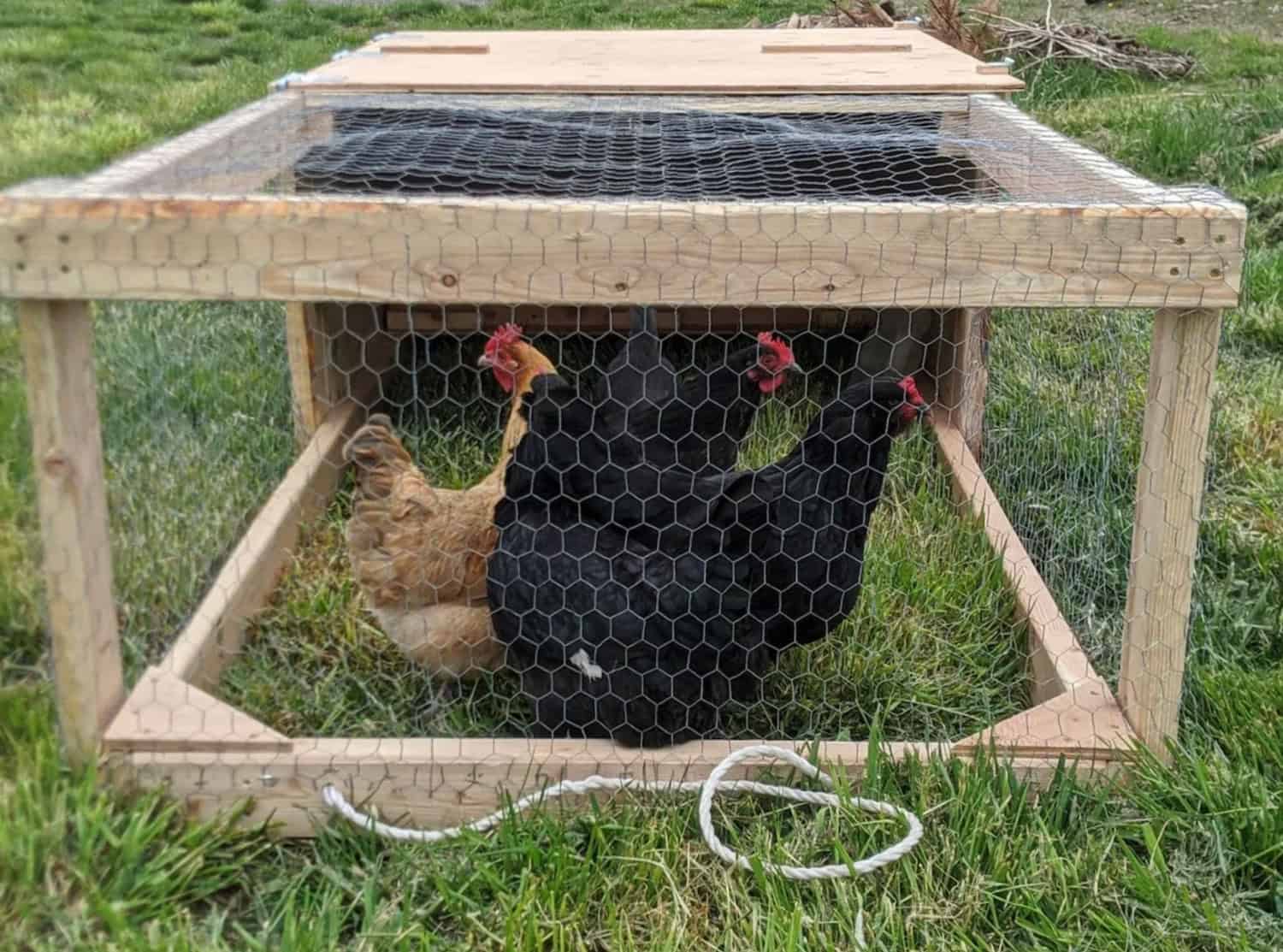 What is a chicken tractor | Simple Living Country Gal