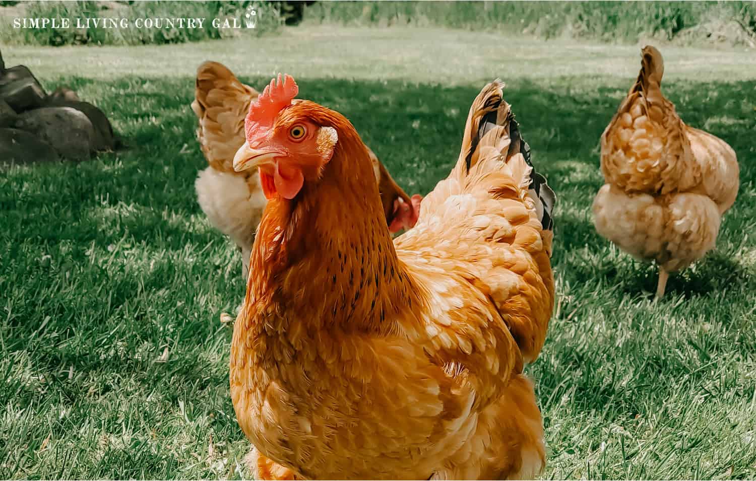 What is a chicken tractor | Simple Living Country Gal