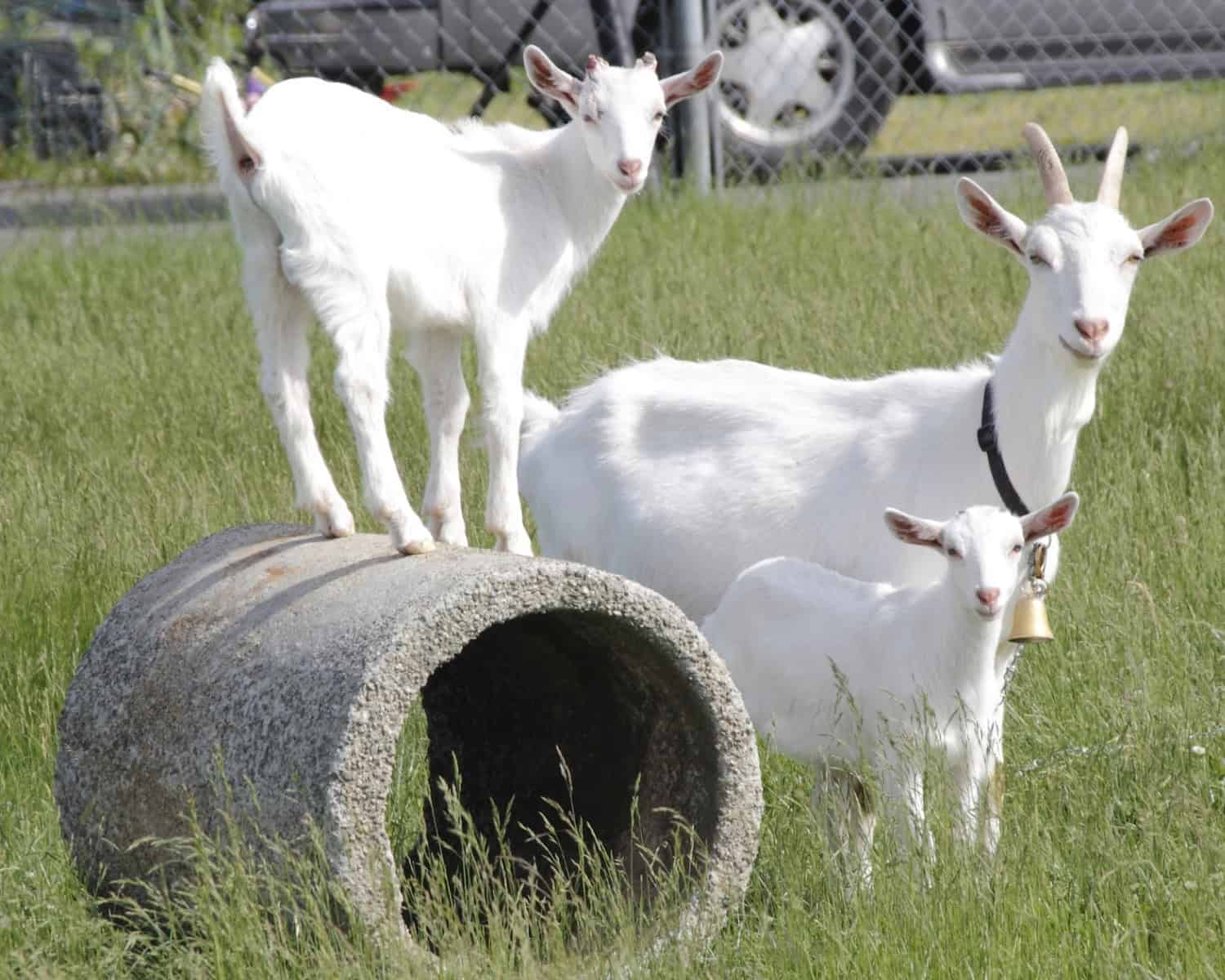 Dual-Purpose Goat Breeds | Simple Living Country Gal