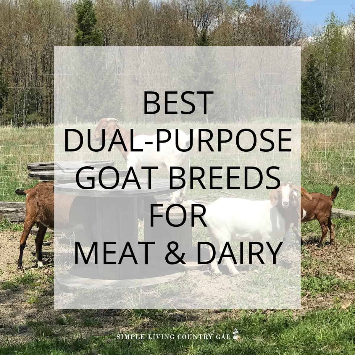 Dual-Purpose Goat Breeds | Simple Living Country Gal