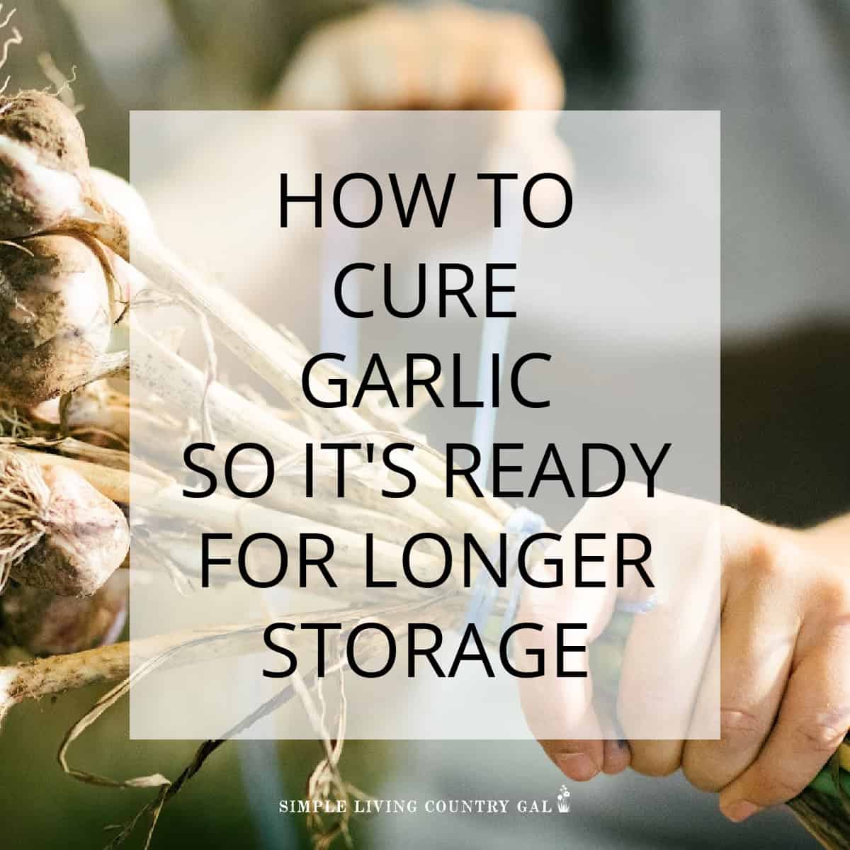 How to Cure Garlic: Step by Step Guide | Simple Living Country Gal