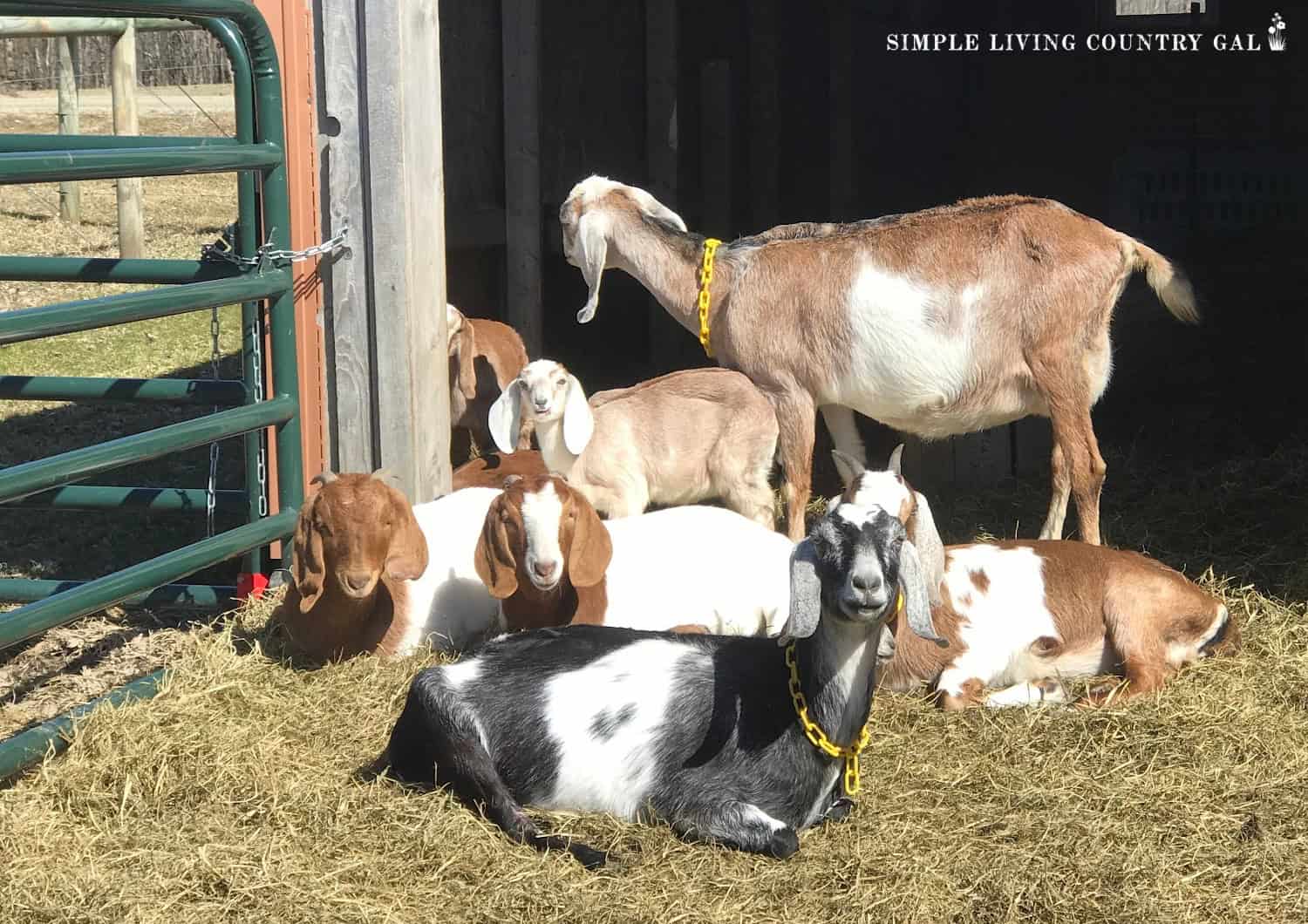 Dual-Purpose Goat Breeds | Simple Living Country Gal