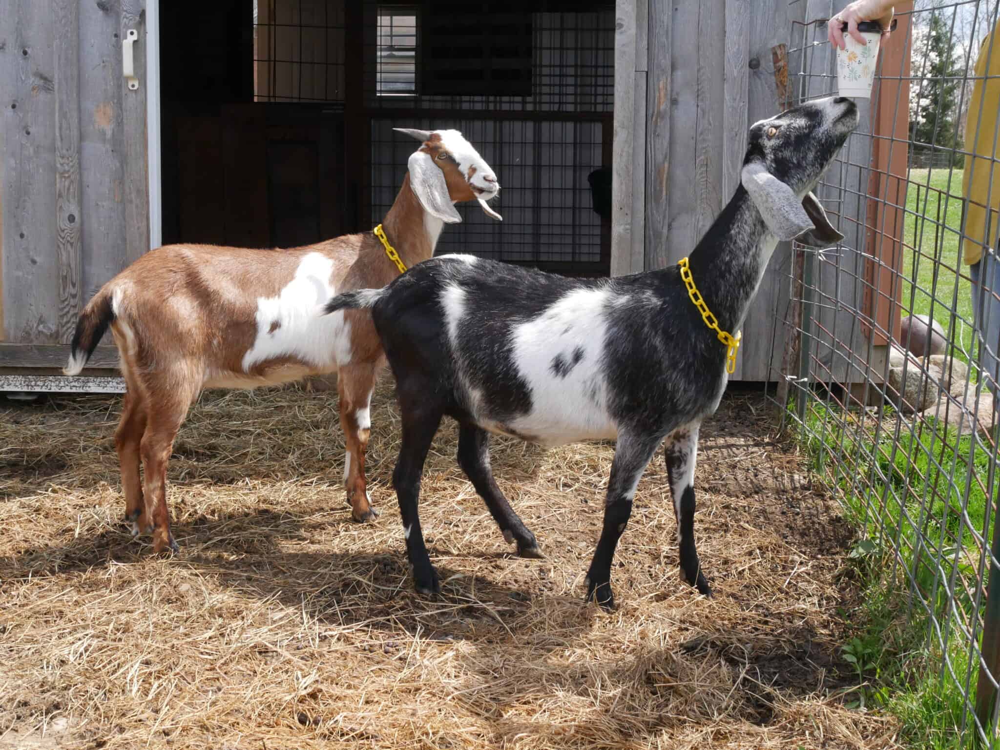 Dual-Purpose Goat Breeds | Simple Living Country Gal