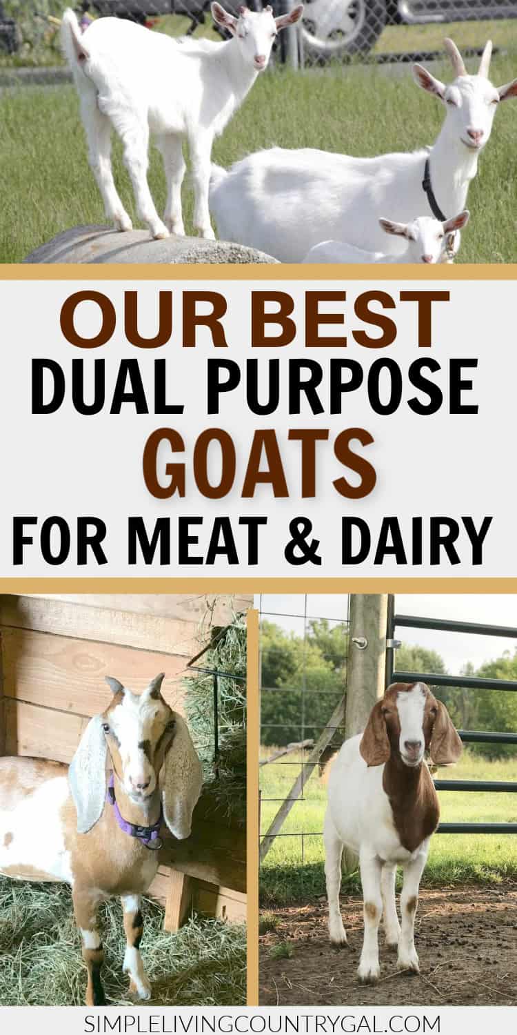 Dual-Purpose Goat Breeds | Simple Living Country Gal