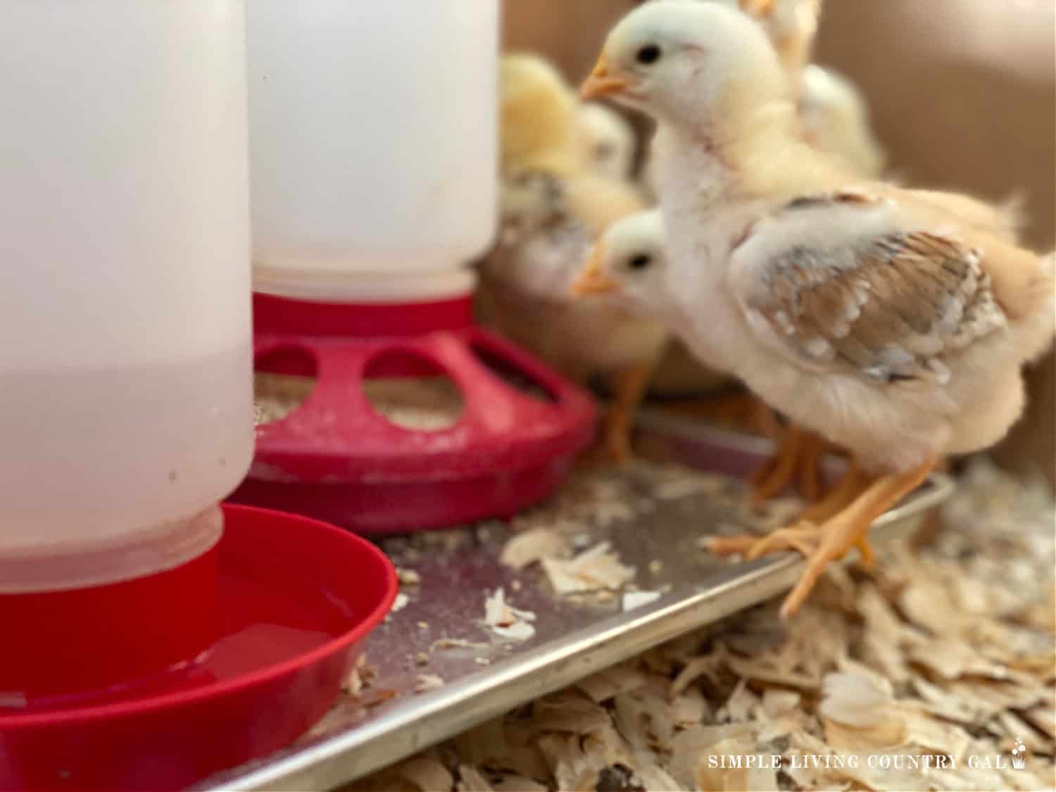 Tips for First Time Chicken Owners: What You Need to Know | Simple ...