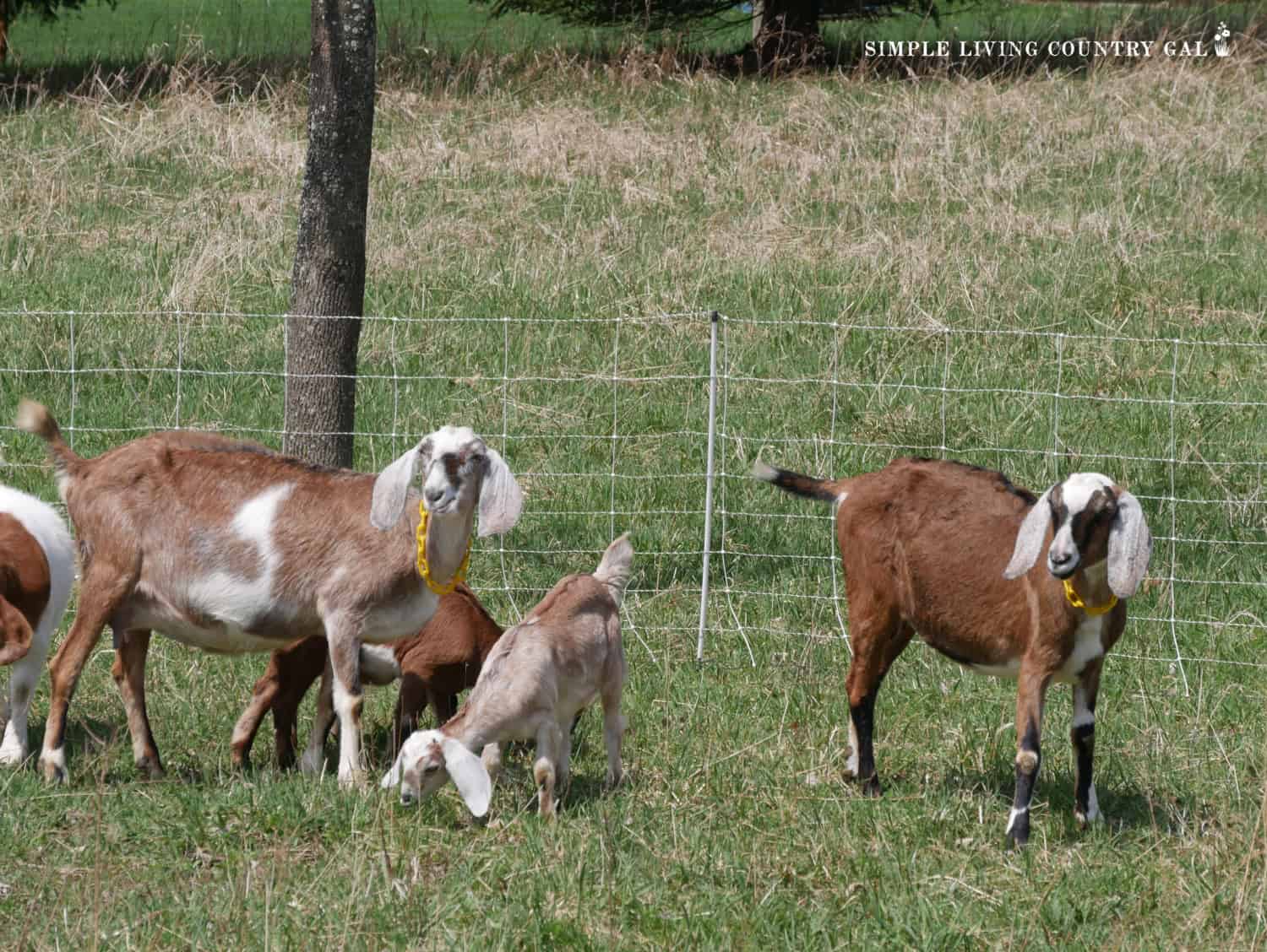 goat health checklist | Simple Living Country Gal