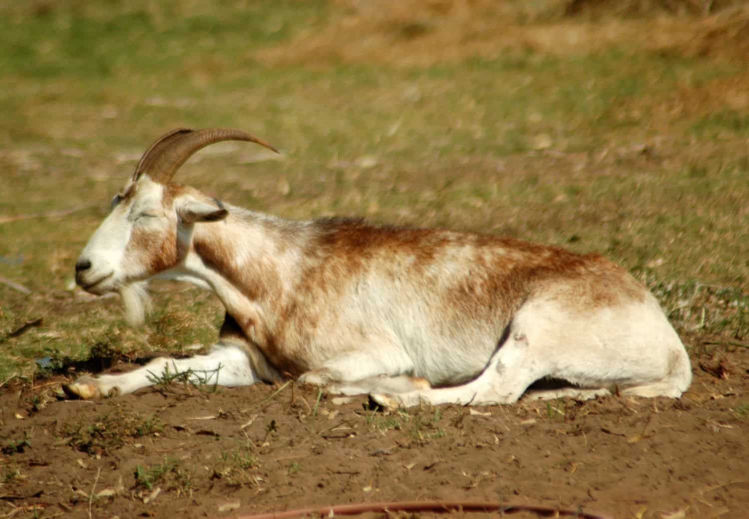 goat health checklist | Simple Living Country Gal