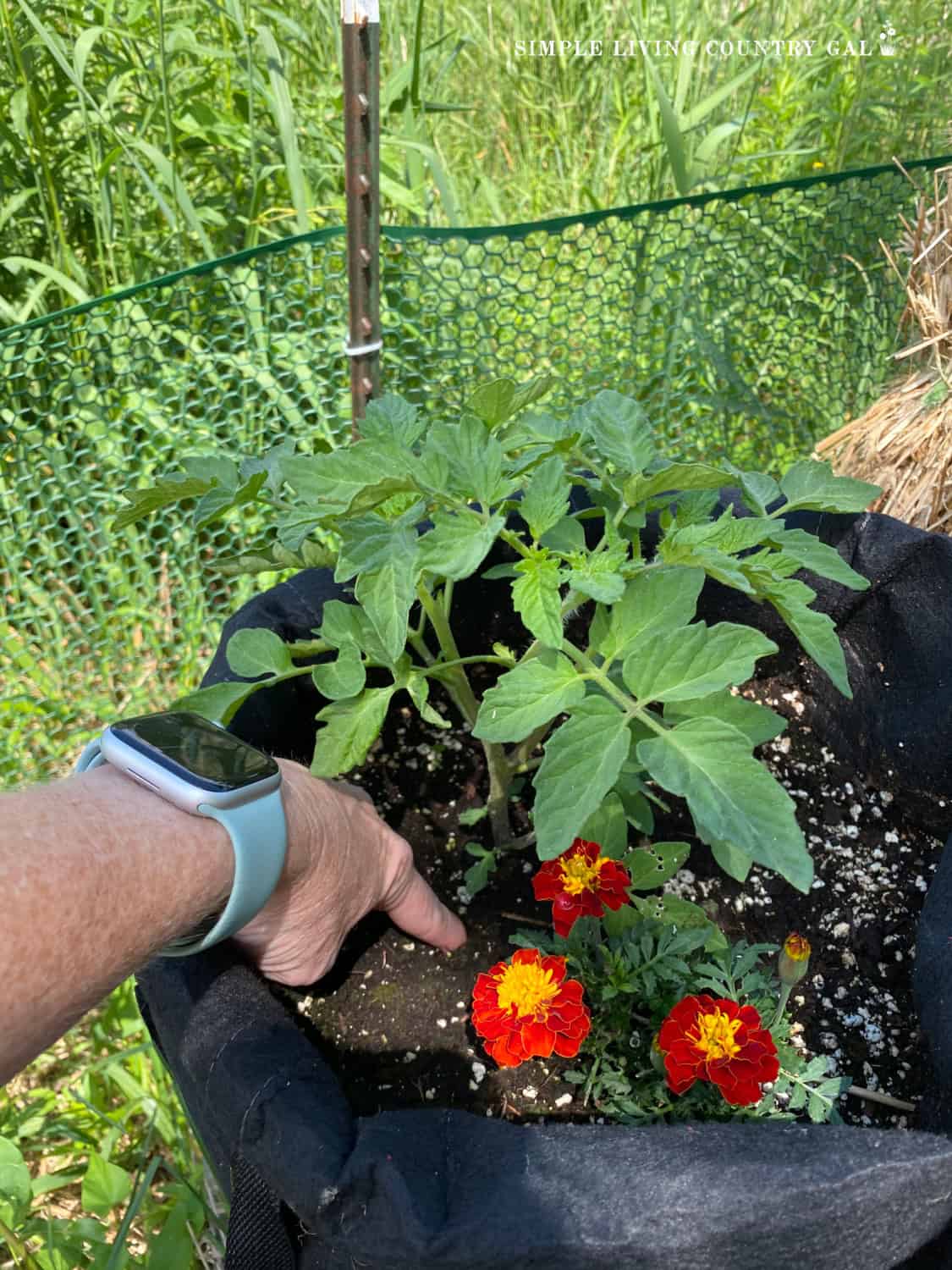 How to Grow patio pepper plants | Simple Living Country Gal