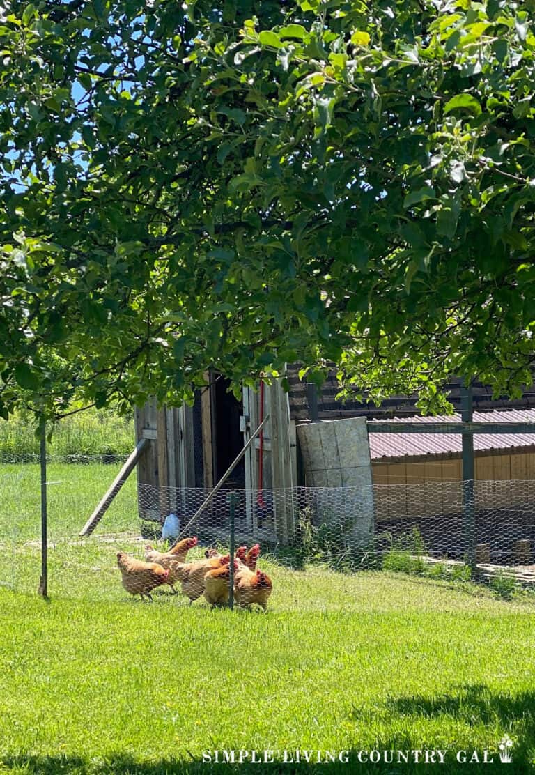 Tips for First Time Chicken Owners: What You Need to Know | Simple ...