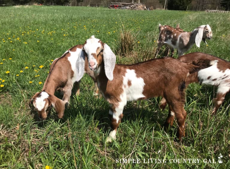 goat health checklist | Simple Living Country Gal