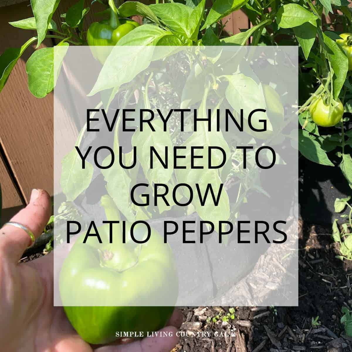 How to Grow patio pepper plants | Simple Living Country Gal