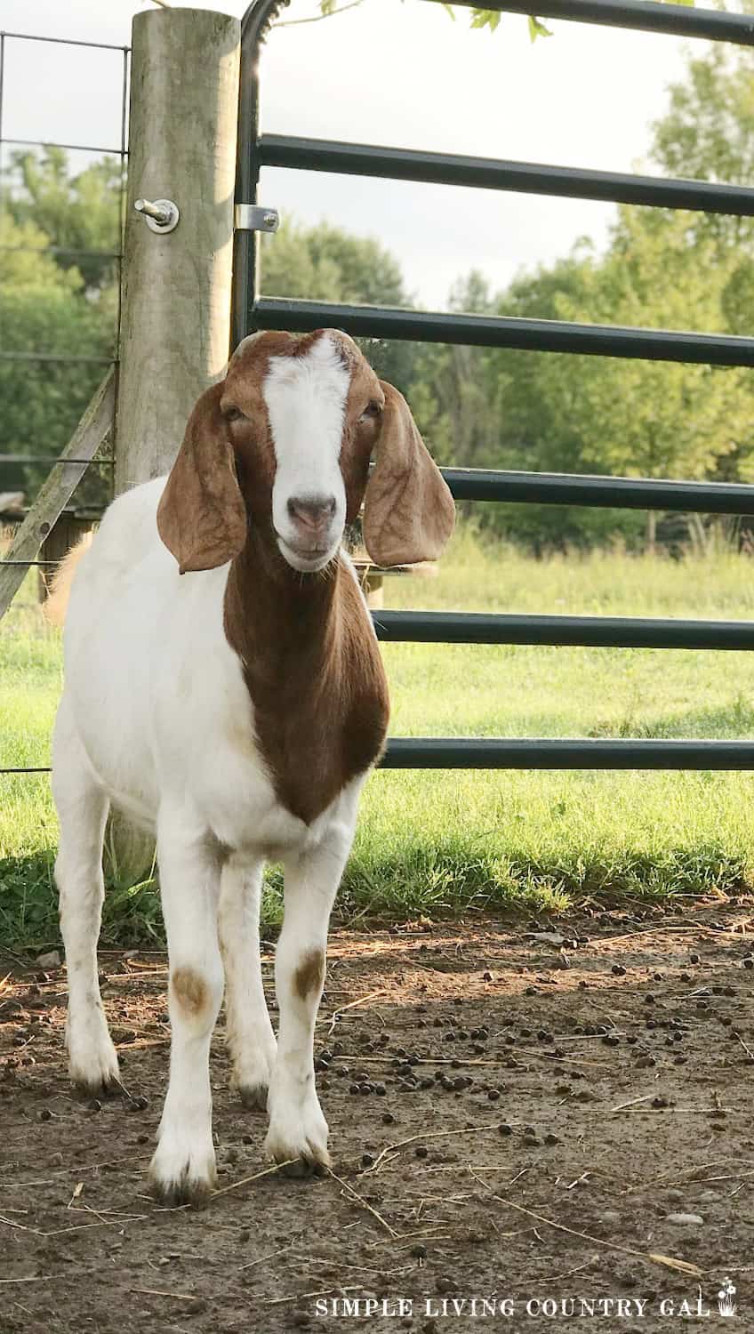 friendliest goat breeds | Simple Living Country Gal