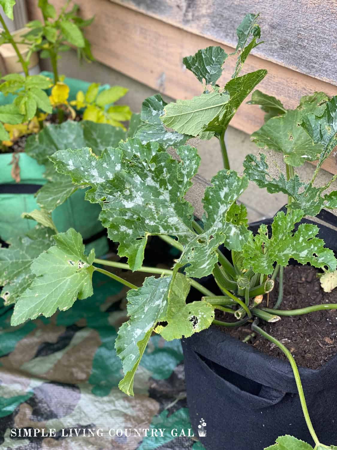 July Homesteading to-Do list | Simple Living Country Gal