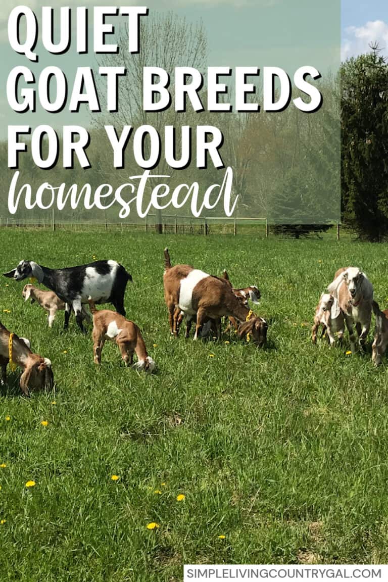 Find the Perfect Quiet Goat Breeds for a Peaceful Homesteading | Simple ...