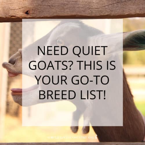 Dairy Goats Archives - Simple Living Country Gal