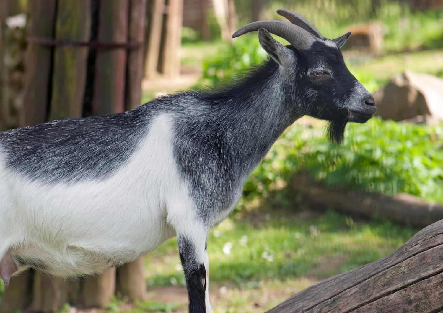 Find the Perfect Quiet Goat Breeds for a Peaceful Homesteading | Simple ...