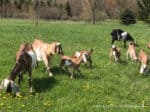 Find the Perfect Quiet Goat Breeds for a Peaceful Homesteading | Simple ...