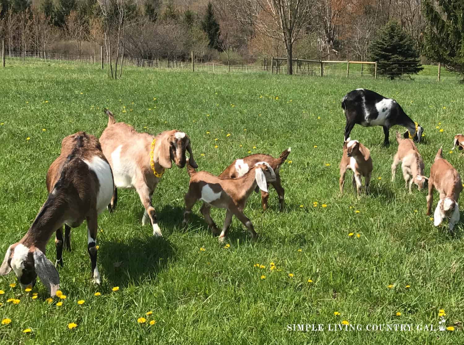 Find the Perfect Quiet Goat Breeds for a Peaceful Homesteading | Simple ...