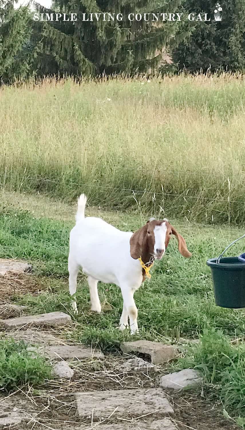 Find the Perfect Quiet Goat Breeds for a Peaceful Homesteading | Simple ...