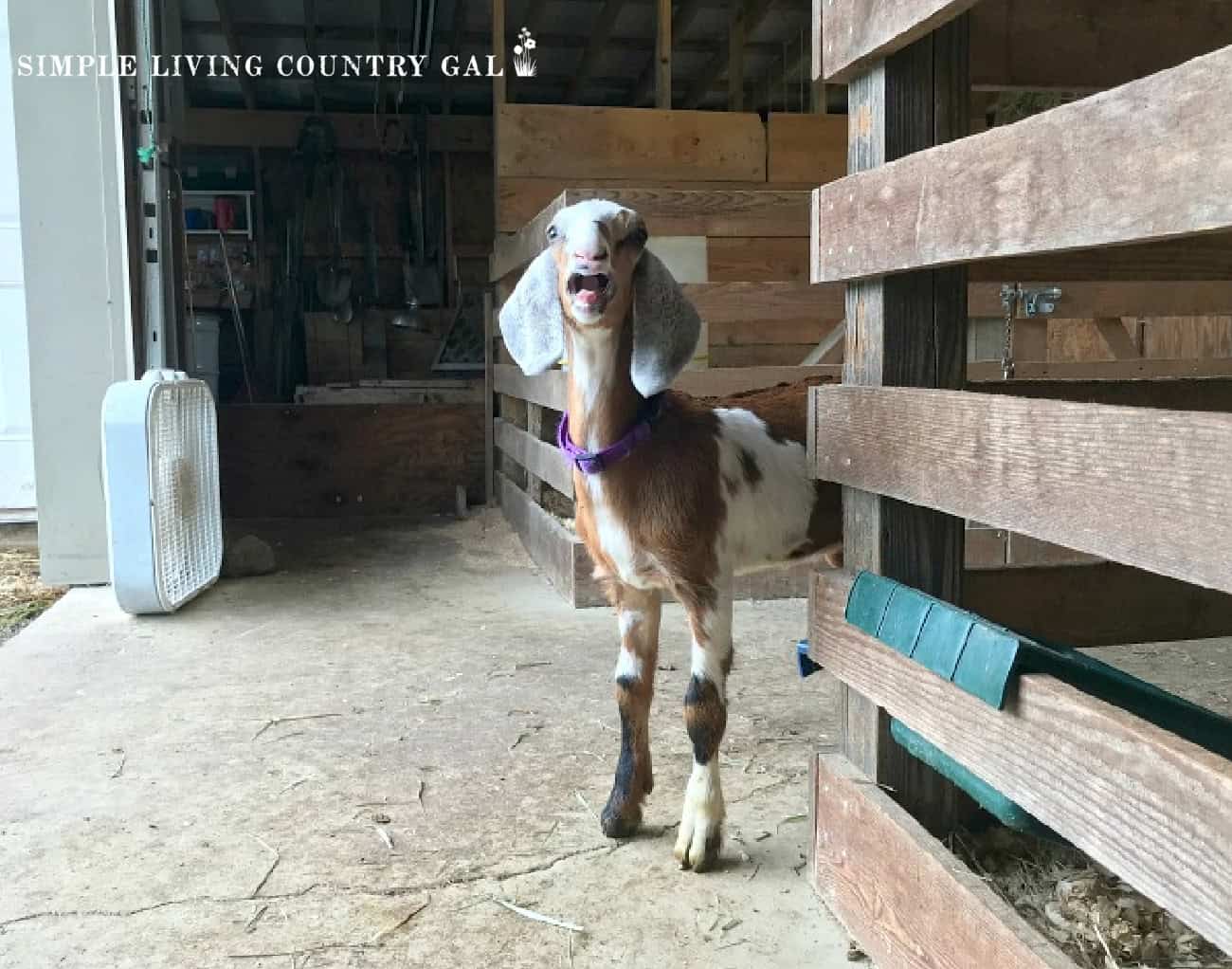 Find the Perfect Quiet Goat Breeds for a Peaceful Homesteading | Simple ...