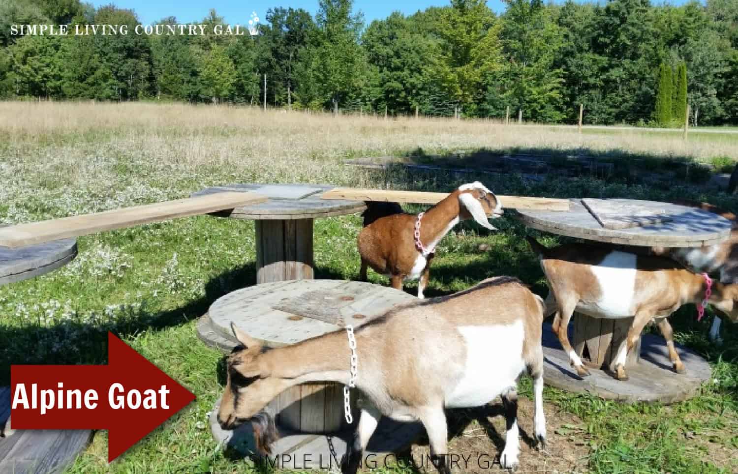 Find the Perfect Quiet Goat Breeds for a Peaceful Homesteading | Simple ...