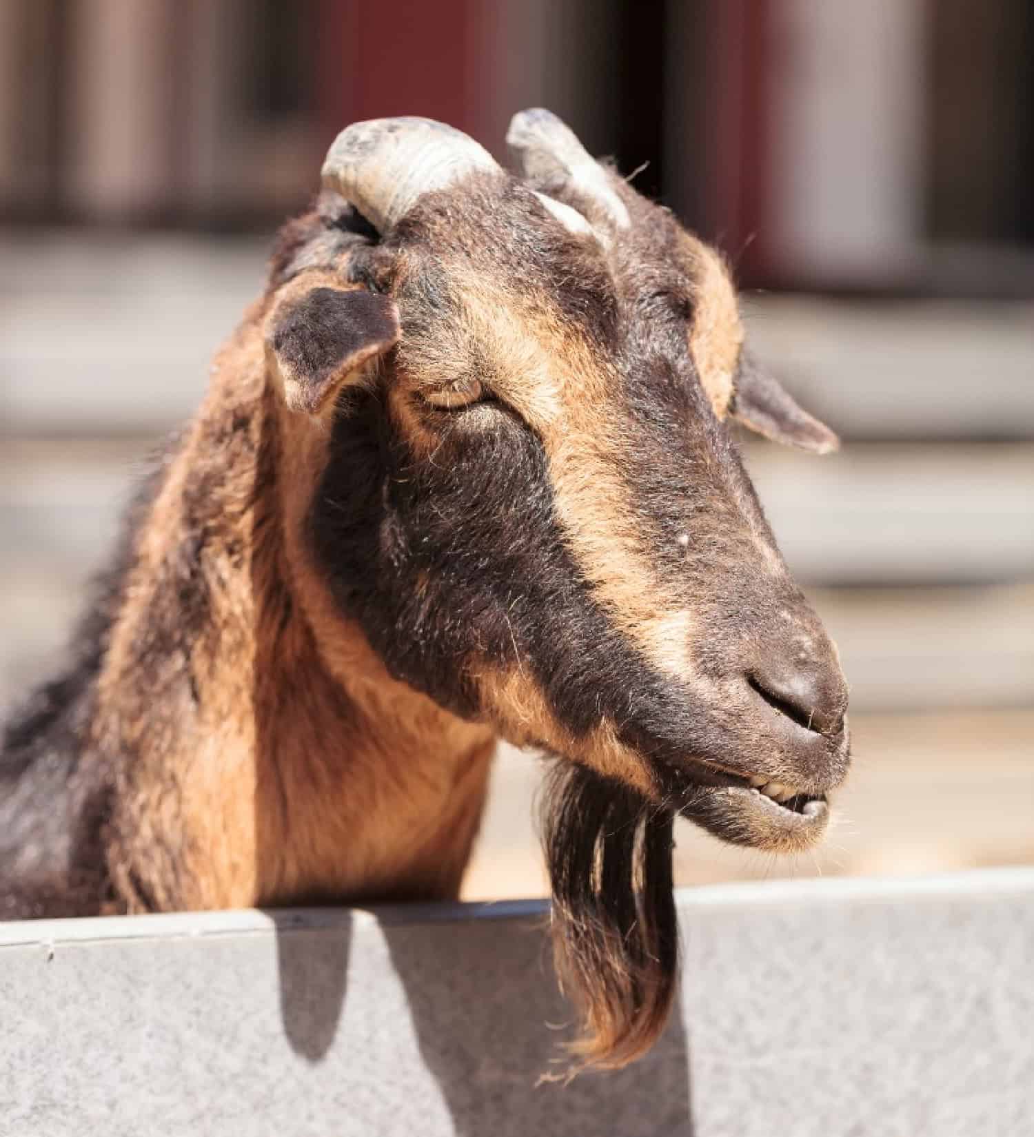 Find the Perfect Quiet Goat Breeds for a Peaceful Homesteading | Simple ...