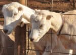 Find the Perfect Quiet Goat Breeds for a Peaceful Homesteading | Simple ...