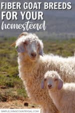 A Guide to Fiber Goat Breeds for Homesteading | Simple Living Country Gal