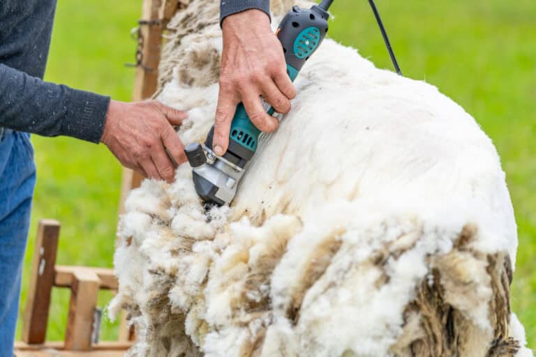 A Guide to Fiber Goat Breeds for Homesteading | Simple Living Country Gal