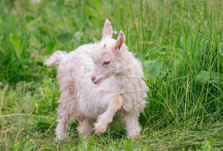 A Guide to Fiber Goat Breeds for Homesteading | Simple Living Country Gal