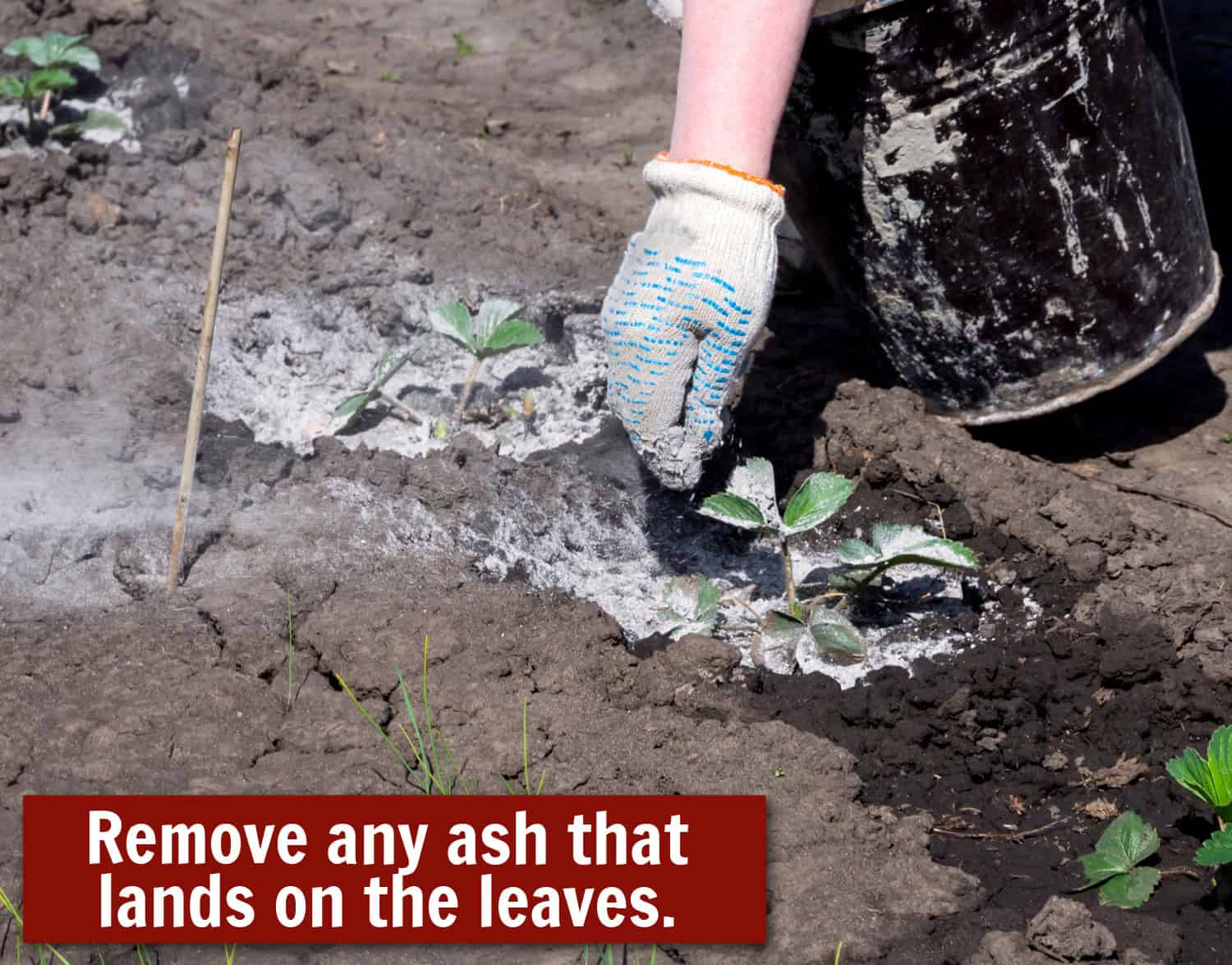 Wood Ash Uses in the Garden: A Complete Guide | Simple Living Country Gal