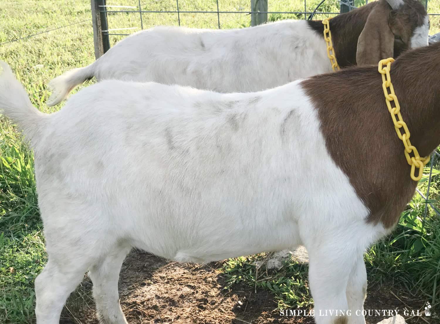 Signs of Goat Breeding: How to tell if Your Goat is Pregnant | Simple Living Country Gal