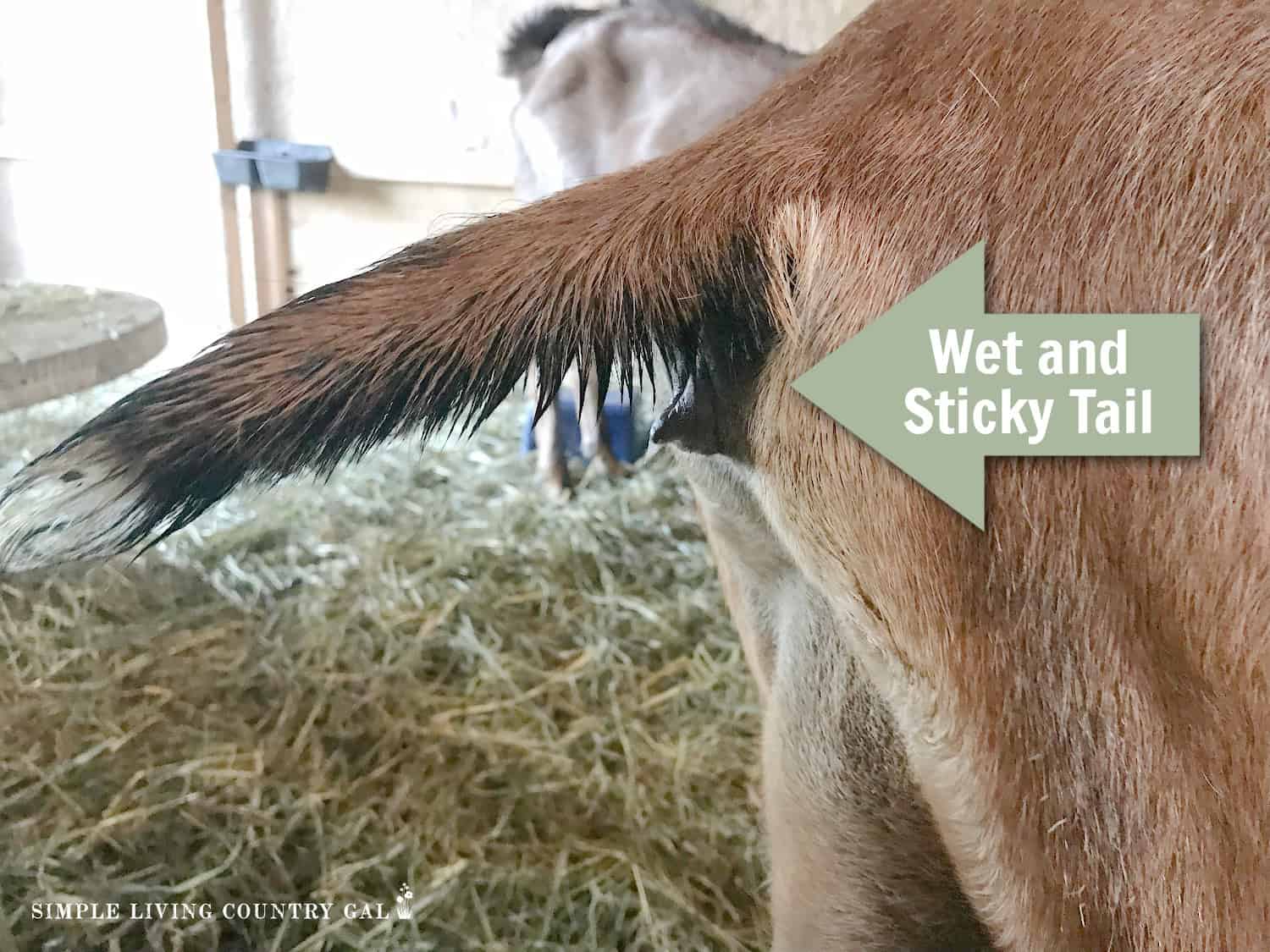 Signs of Goat Breeding: How to tell if Your Goat is Pregnant | Simple Living Country Gal