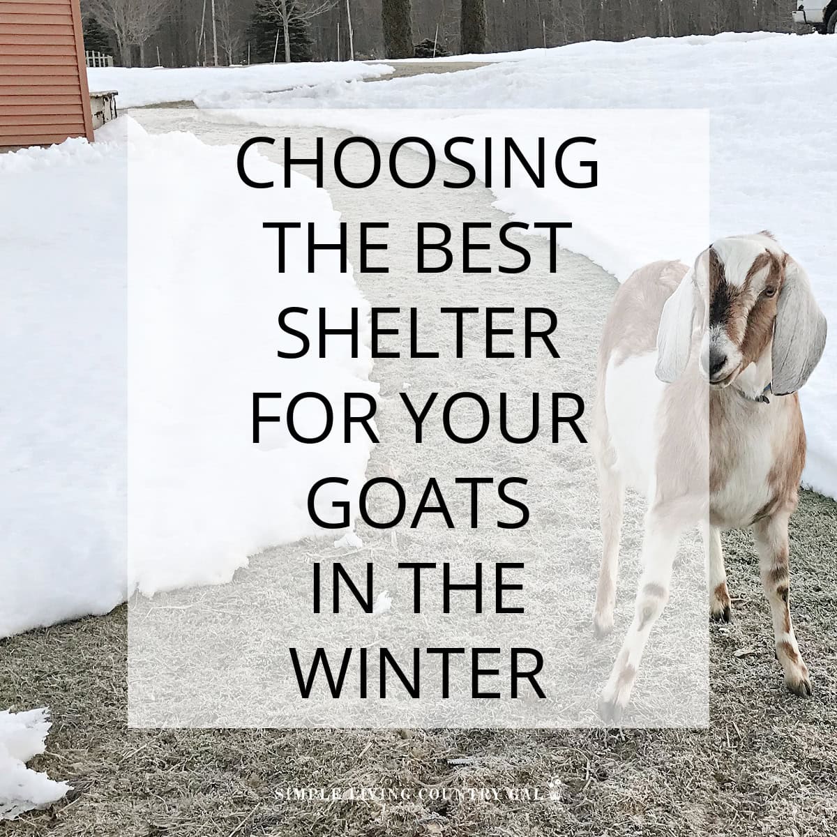 Choosing the Best Goat Shelter for Winter: A Full Guide | Simple Living ...