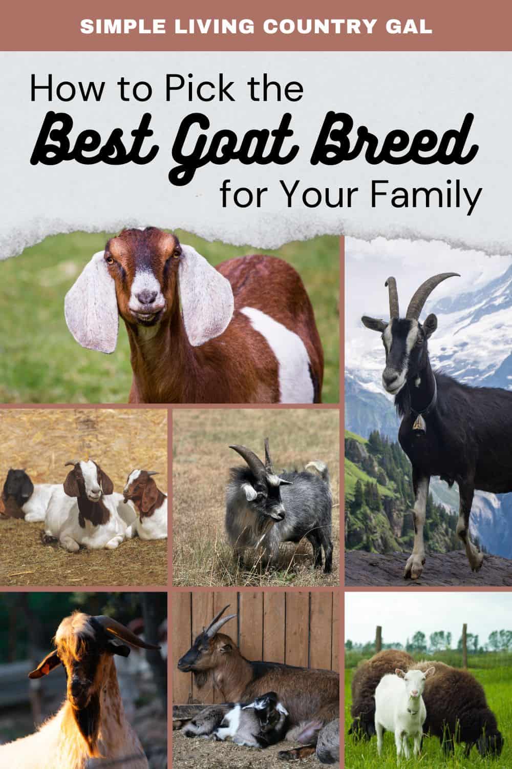 Choosing the Right Goat Breed for Your Family and Homestead