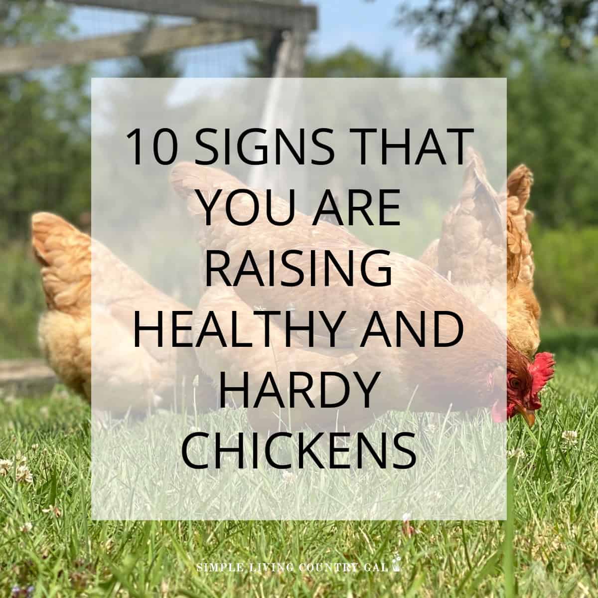 Recognizing the Signs of a Healthy Chicken: A Complete Guide | Simple ...