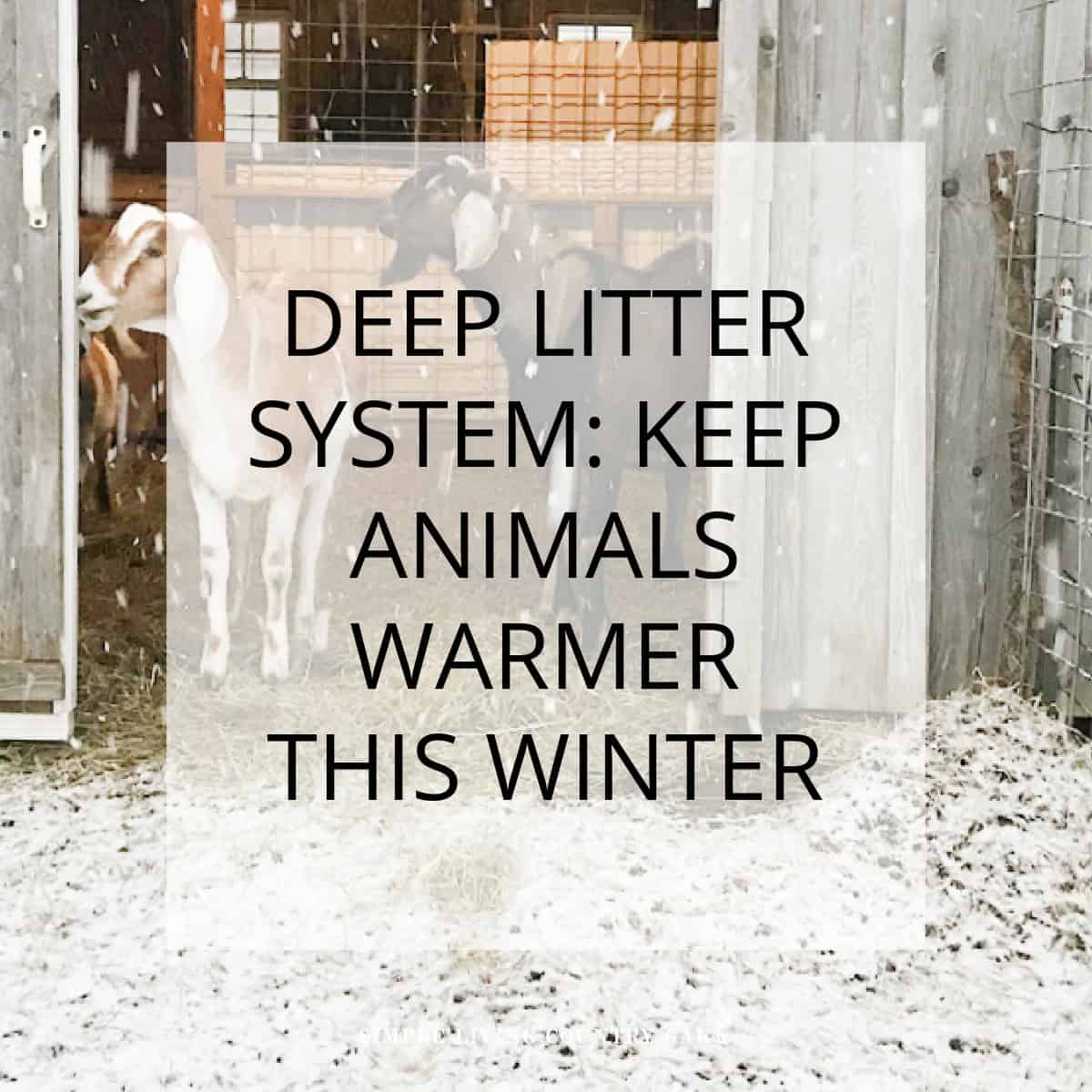 Protect Your Animals with the Deep Litter Method | Simple Living ...