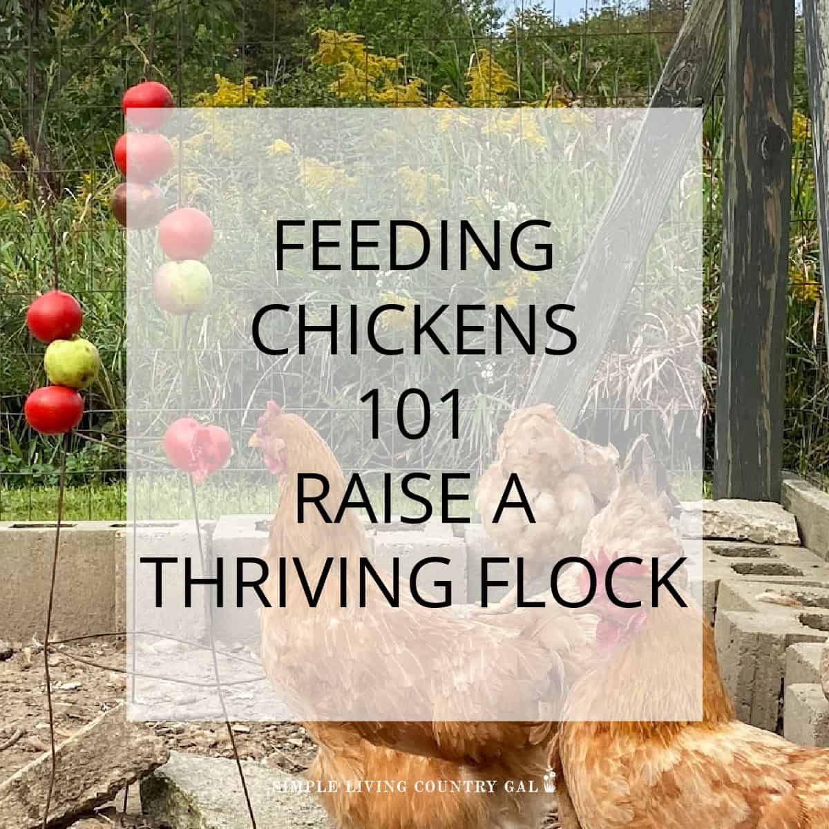 What to Feed Chickens: A Guide to Proper Nutrition | Simple Living ...