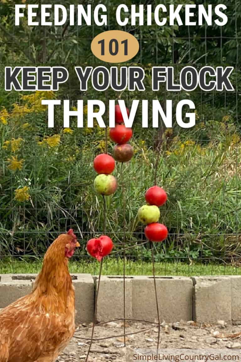 What to Feed Chickens: A Guide to Proper Nutrition | Simple Living ...