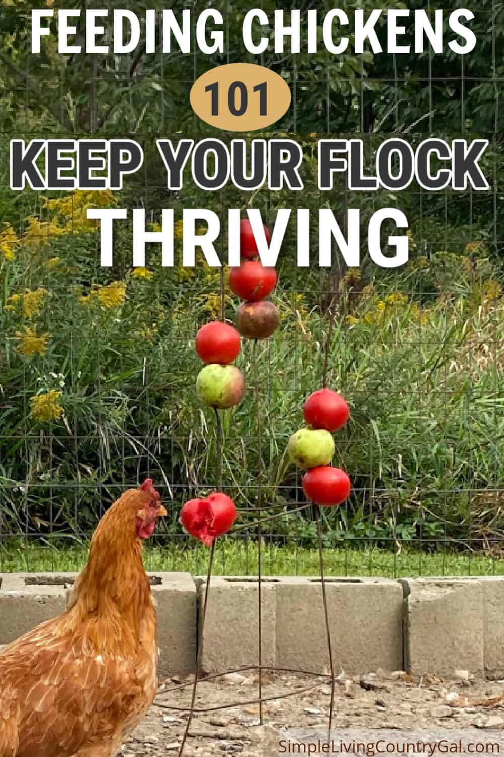 What to Feed Chickens: A Guide to Proper Nutrition | Simple Living ...