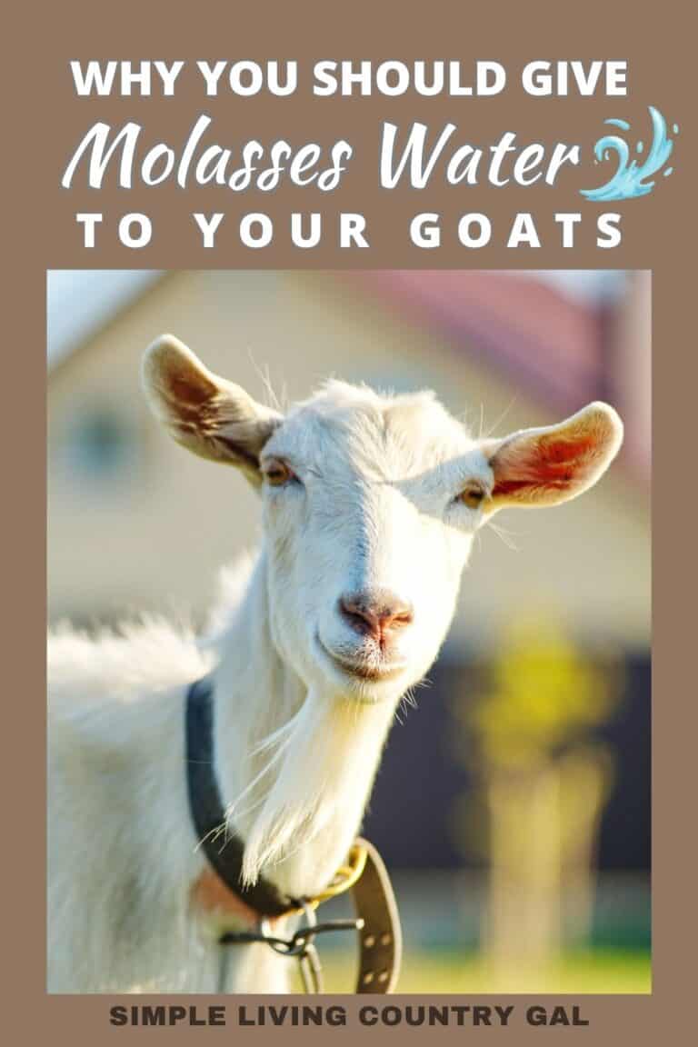 Benefits of Using Molasses Water for Goats | Simple Living Country Gal